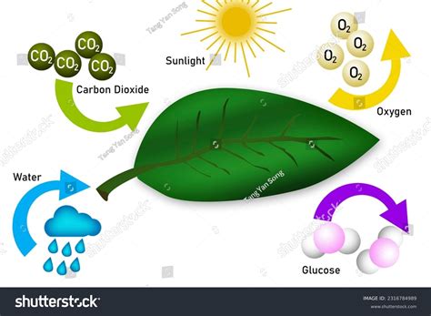 Explain The Process Of Photosynthesis With Equation And Diag