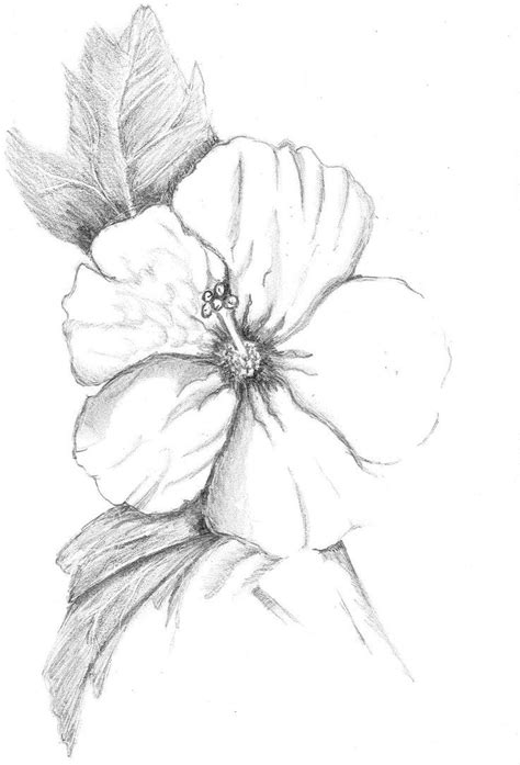 √ Realistic Drawing Of Flowers