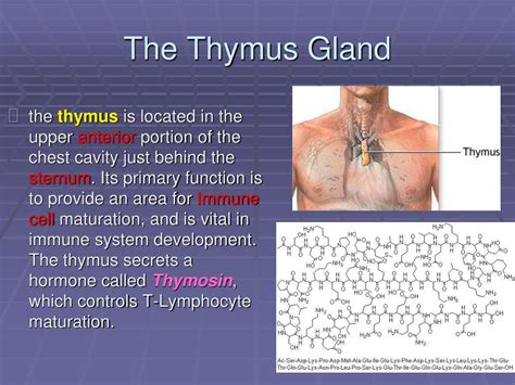 Ppt The Endocrine System Powerpoint Presentation Free Download Id