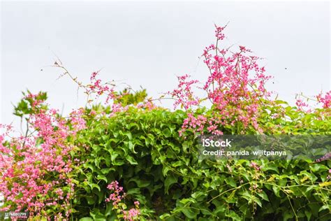 흰색 배경에 분홍색 꽃과 녹색 포도 나무 잎 포도 나무 담쟁이 식물은 지붕에 성장 0명에 대한 스톡 사진 및 기타 이미지 0