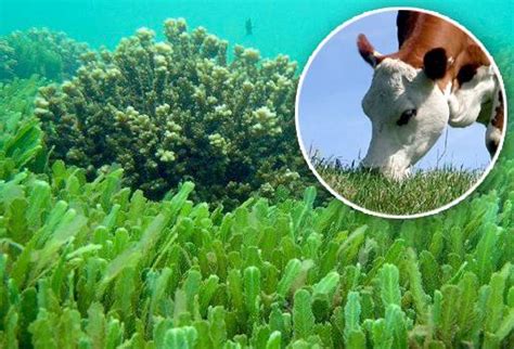 Alimentar Vacas Ecológicas Con Algas Puede Aumentar Minerales En La