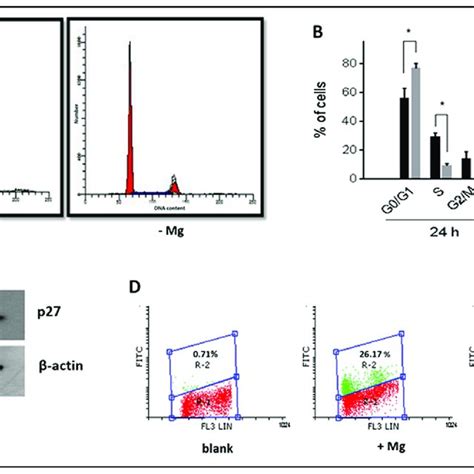 Effect Of Magnesium On The Cell Cycle Progression Of Saos 2 Cells