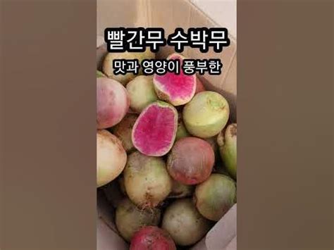 수박무 빨간무 Youtube