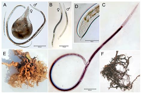 Morphology And Symptoms Of The Investigated Nematode Species A
