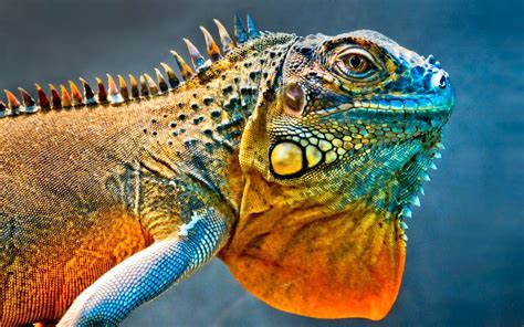 Reptile Wallpapers HD Wallpaper Cave