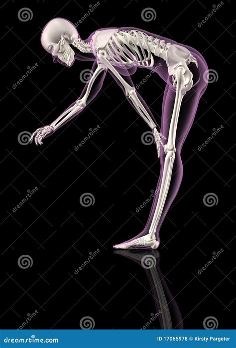 Obese Skeleton Anatomy Vector Illustration 221995190
