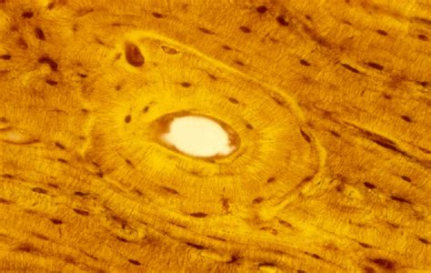 A Short Review Of Histology