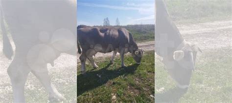 Корова швицкая купить в Липецке Животные и зоотовары Авито