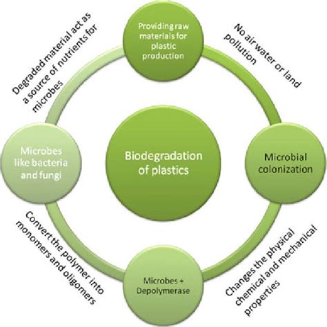 Process Of Biodegradation Download Scientific Diagram