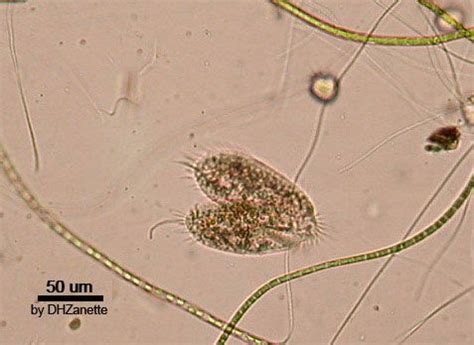 Conjugation Sexual Process Britannica Com