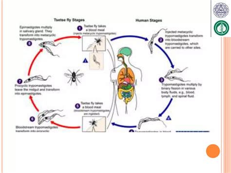 Vector Borne Disease Pptx