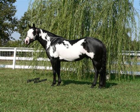 Live Laugh Ride Lethal White Syndrome