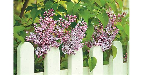 През юни могат да се размножат някои многогодишни украсни растения Български Фермер