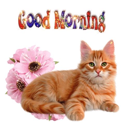 Pin By Maria Hellhoff On Katt Good Morning  Good Morning Morning 