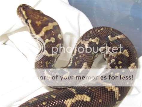 E Midlands Cb09 Female Angolan Python From Premier Morphs Reptile