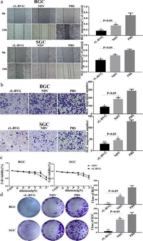 RL RVG Suppresses The Proliferation And Migration Of BGC And SGC Cells
