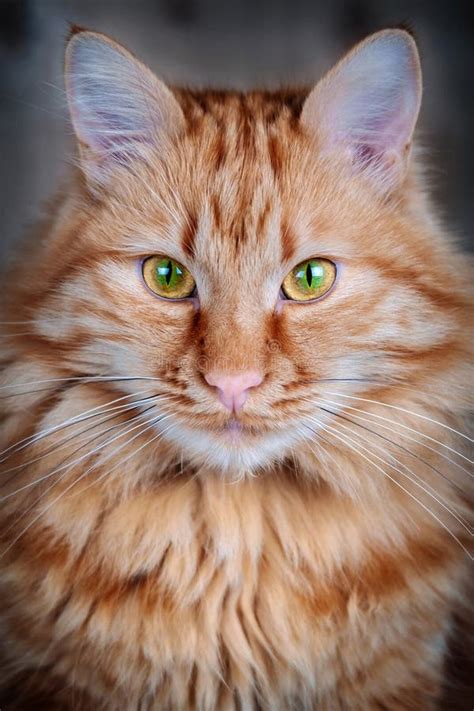 Ginger Long Hair Cat Stock Image Image Of Domestic 178155623