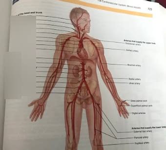 Major Arteries Of The Systemic Circulation Part 1 Diagram Quizlet