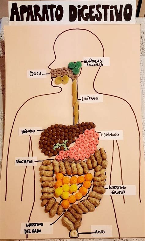 Maqueta Del Sistema Digestivo Diy Artofit