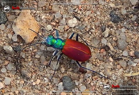 Festive Tiger Beetle