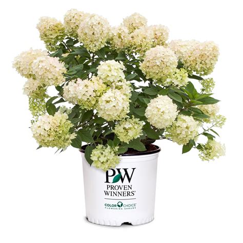 Panicle Hydrangea Fire Light Tidbit® Proven Winners® Shrubs Proven Winners Direct™