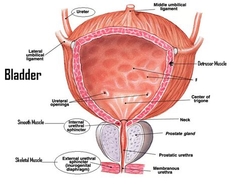 Bladder Cancer Causes