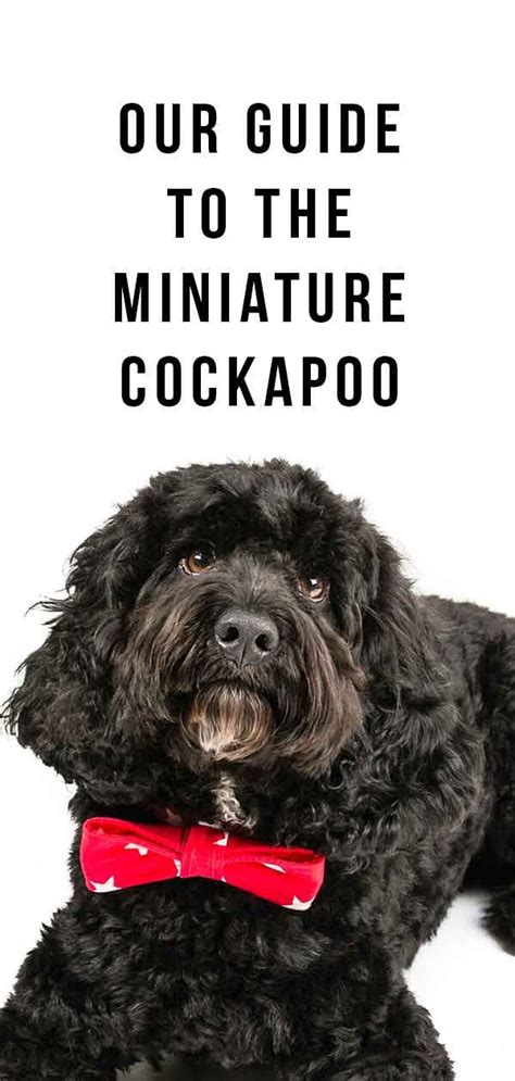 Cockapoo Pros And Cons Of The Cocker Spaniel Poodle Mix Miniature