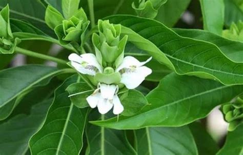 ADHATODA VASICA EXTRACT At Best Price In Hyderabad By Botanic Health