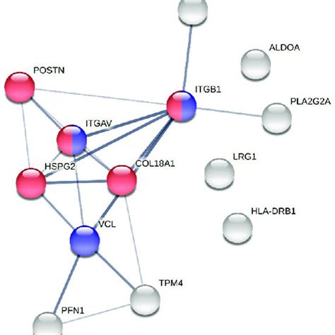 Protein Protein Interaction Network Of The Aortic Valve Proteins