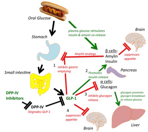 Incretinsdiabetes Tusom Pharmwiki