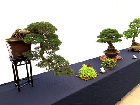 Seki Joju Bonsai Today
