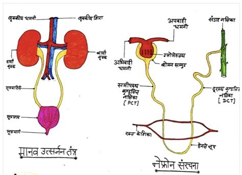 Life Processes Chapter Wise Important Questions Class Science Artofit