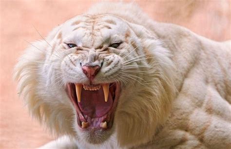 🔥 Leucistic Tiger 🔥 Tiger Species Tiger Pictures Amur Tiger