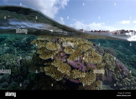 Split Image Of Pristine Coral Reef And Sky Rongelap Atoll Marshall