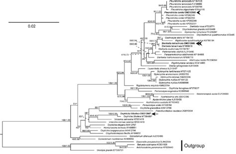 Maximum Likelihood Ml Phylogenetic Tree Inferred From 18s Rdna