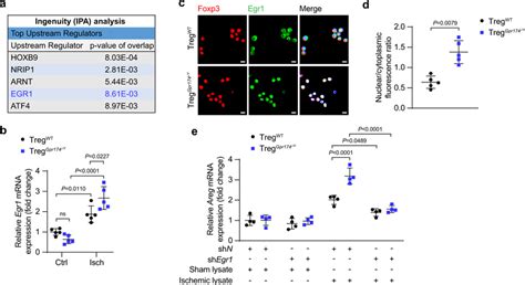 Gpr174 Downregulates Areg Expression By Inhibiting Egr1 Nuclear