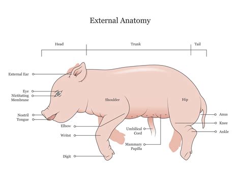 Pig Dissection Artofit