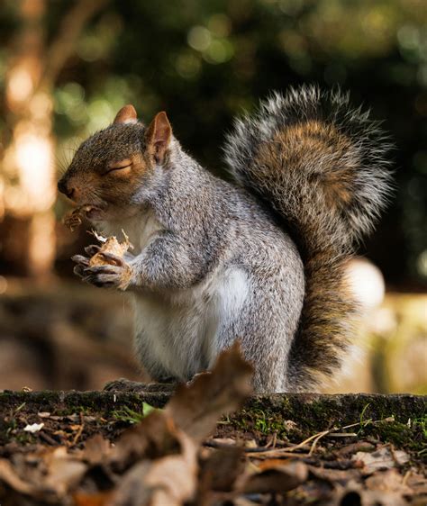 Forest Critters Photos Download The Best Free Forest Critters Stock