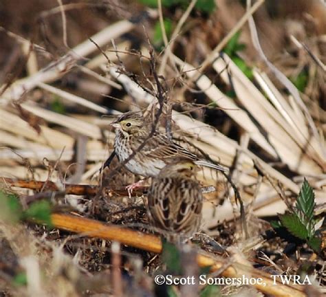 Savannah Sparrow State Of Tennessee Wildlife Resources Agency