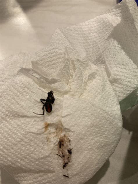 This Spider Was In My House My Wife Squashed It Sorry For The Poor