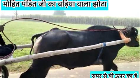 न्यू झोटा रेस वीडियो 2023 मोहित पंडित जी बढ़िया वाला झोटा है सुपर से बी