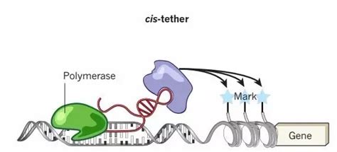 如何预测lncrna靶基因（靶蛋白）？