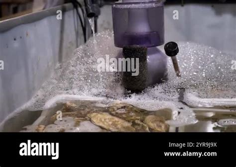 Shellfish Purification Stock Videos And Footage Hd And 4k Video Clips