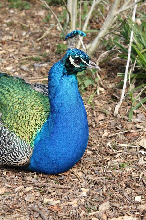 Pfau Vogel Gefieder Kostenloses Foto Auf Pixabay Pixabay