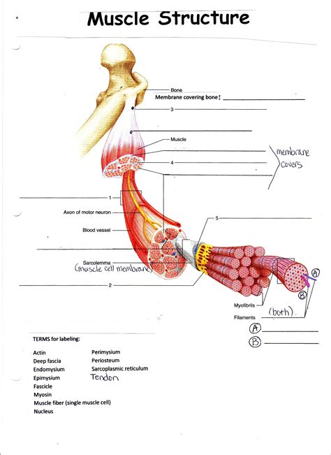 Image Result For Bones And Muscle Worksheet For Grade 2 Muscle