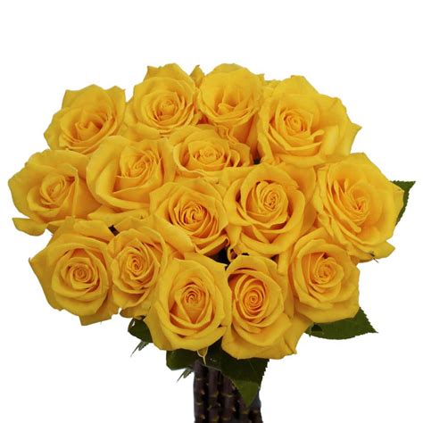 Globalrose Fresh Yellow Color Roses 100 Stems Gold Strike Medium 100
