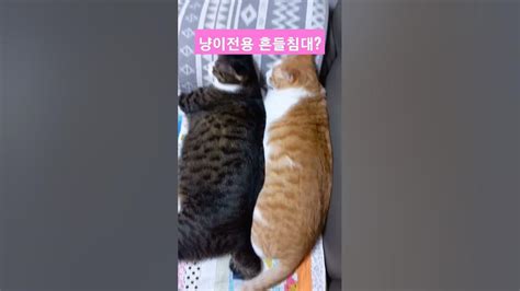 냥이전용 흔들침대 고양이 흔들침대 문우택 봉숭아학당웃음치료사 Youtube