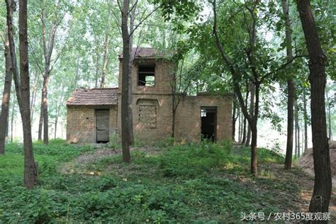 孤寂的林間小屋 每日頭條