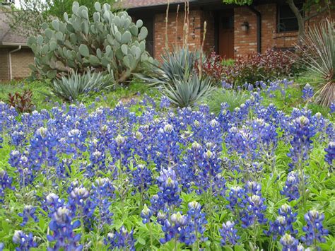 Plano Prairie Garden