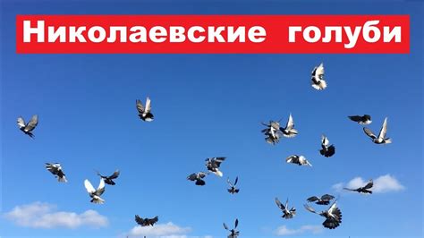 Заехали в гости к Сергею Анатольевичу Смотрим николаевских голубей